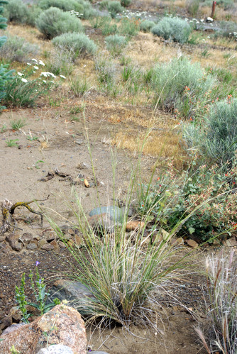 Needle and Thread Grass | CBCD