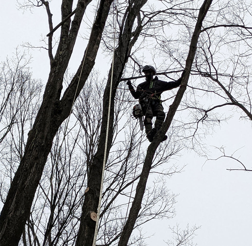 Tree Service | ETS Tree Care