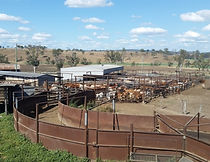 waterfall feedlot cattle management