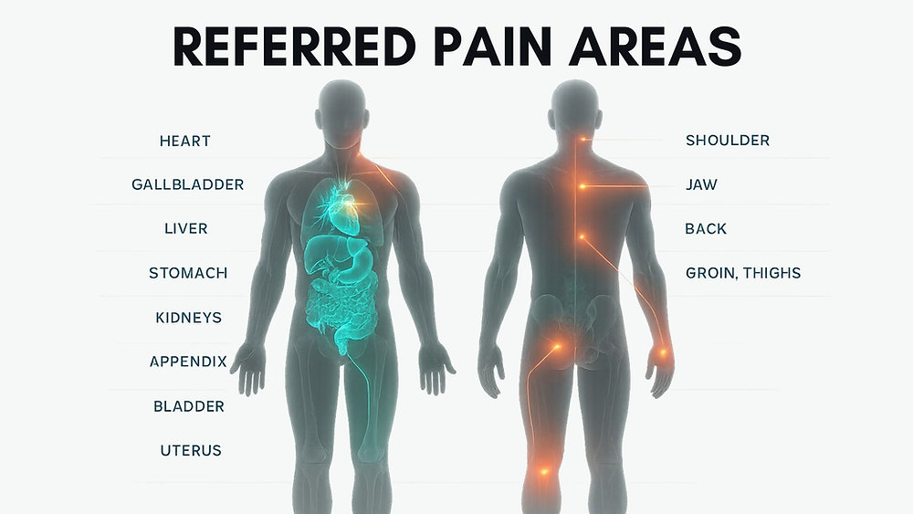 Referred Pain: How Organs Can Cause Pain in Surprising Parts of the Body