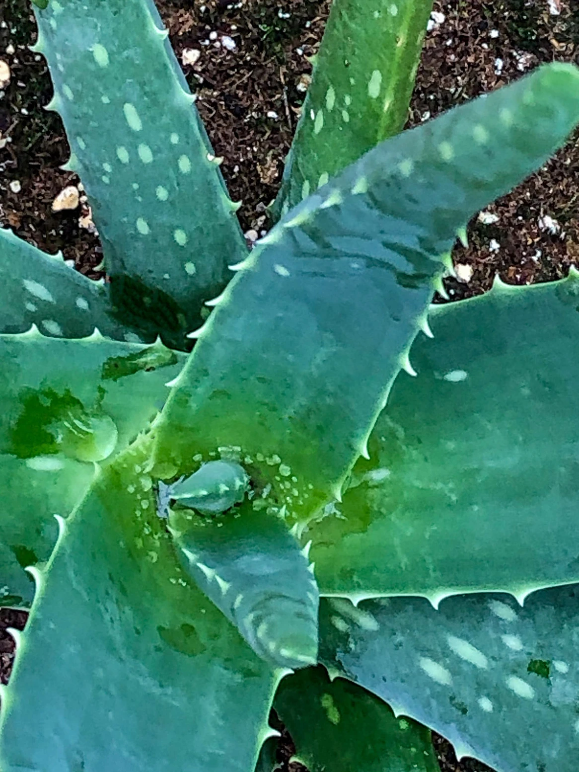 DIY: Aloe Vera Gel