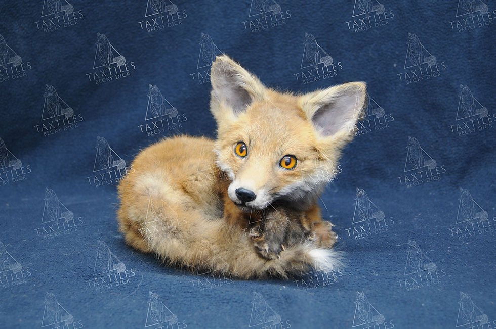 Soft Mount Taxidermy | England | Taxtiles - Handmade By Becky D