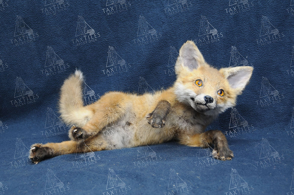 Soft Mount Taxidermy | England | Taxtiles - Handmade By Becky D