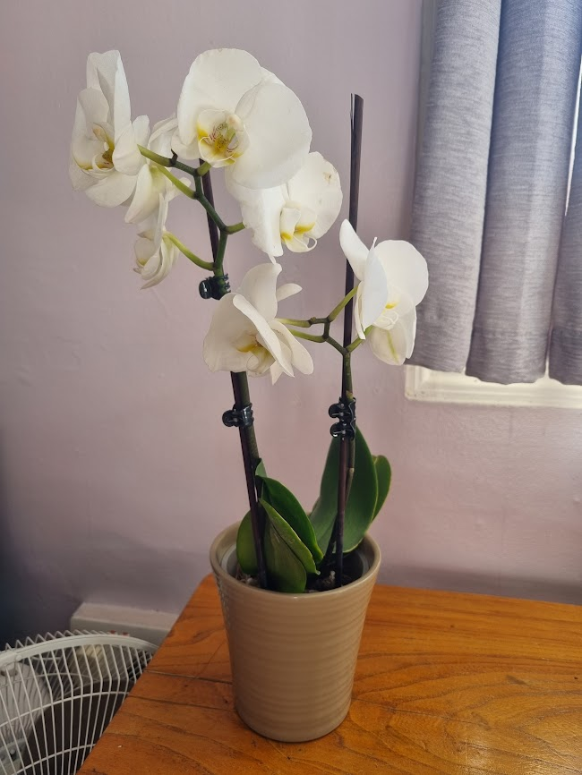 5 Tips to Keep Your Orchids Blooming for Longer