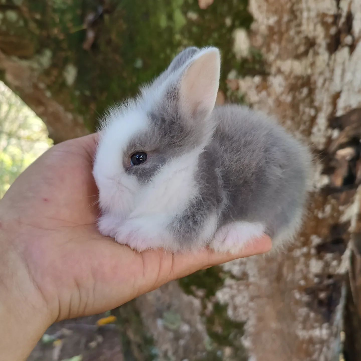 Mini Lion Head | Império dos Coelhos
