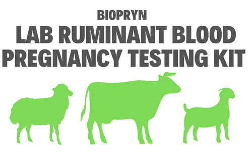 Lab Blood Pregnancy Testing Kits - Prepaid | Cattle Repro