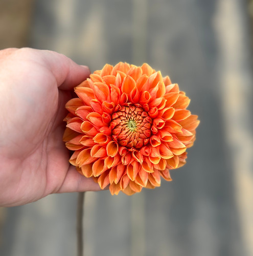 Maarn | Swan Seed Co