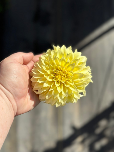 Yellow | Swan Seed Co