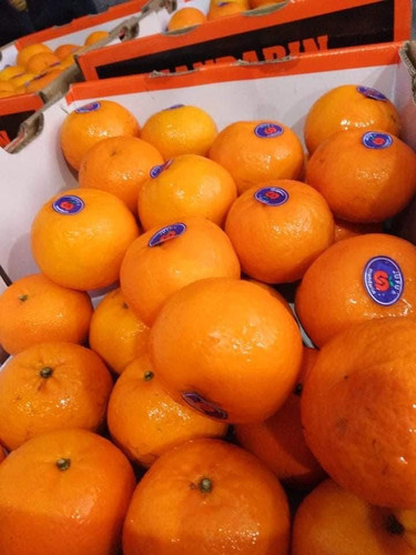 Orange Ponkan | My Site