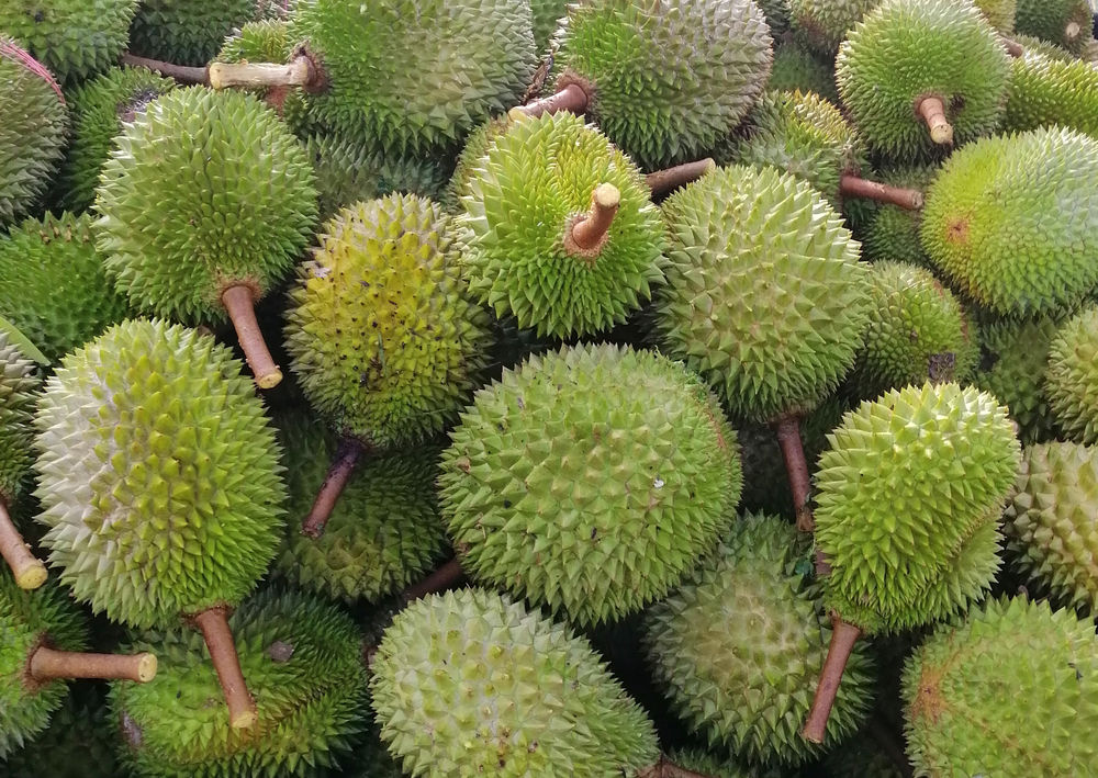 Malaysian ‘Designer Durians’ Are Carving Out Niche in China