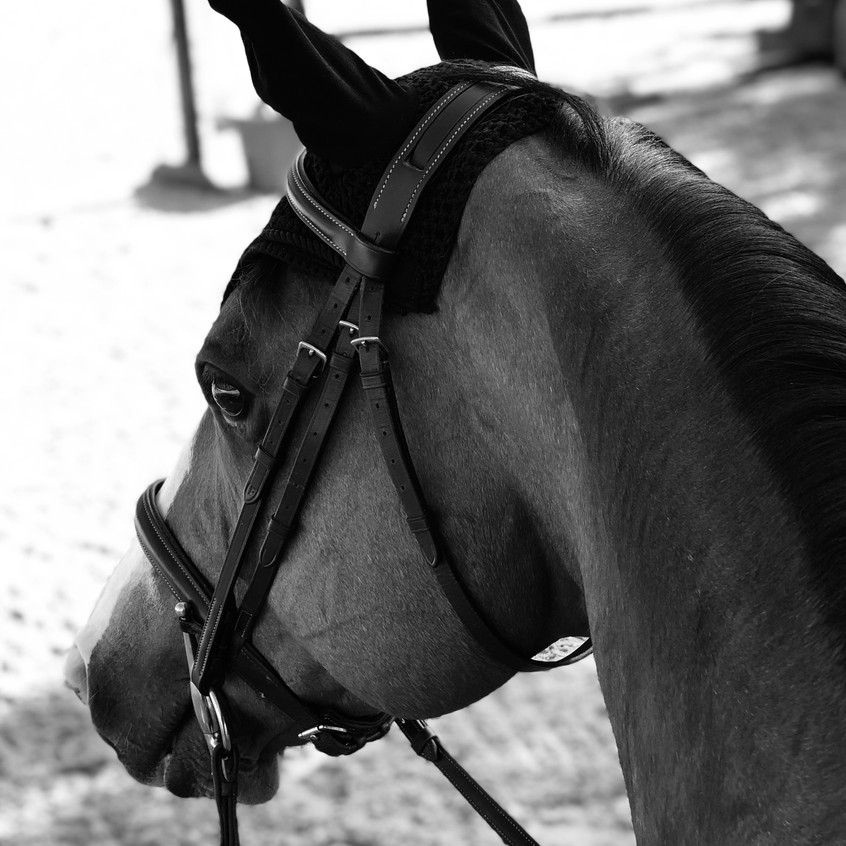 Portfolio | TheModernEquestrian