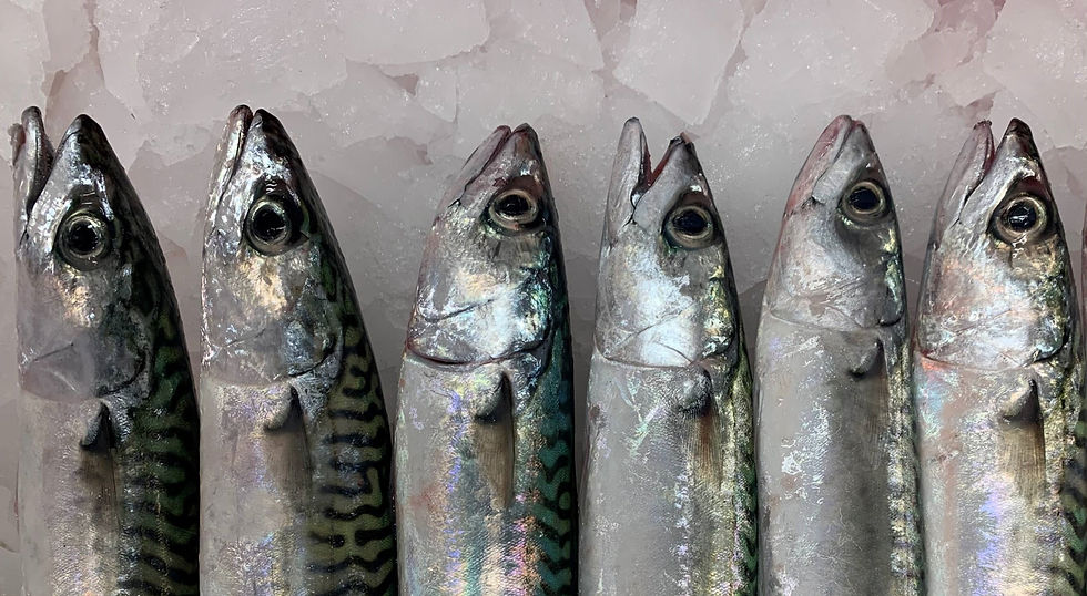 Cornish Fresh Fish and Shellfish | Home Delivered Celtic Fish & Game