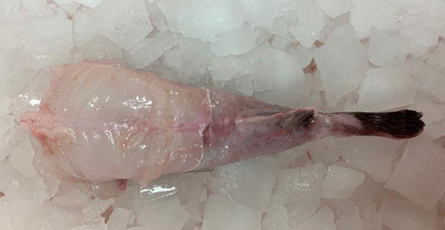 CORNISH SCAMPI MONK TAIL WHOLE, 300-400G | Online Shop CFG