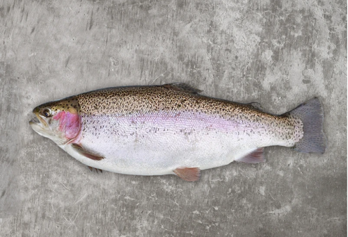 CHALK STREAM TROUT | Online Shop CFG