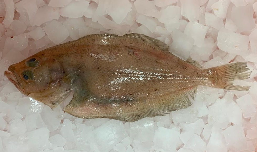 Cornish Fresh Fish and Shellfish | Home Delivered Celtic Fish & Game