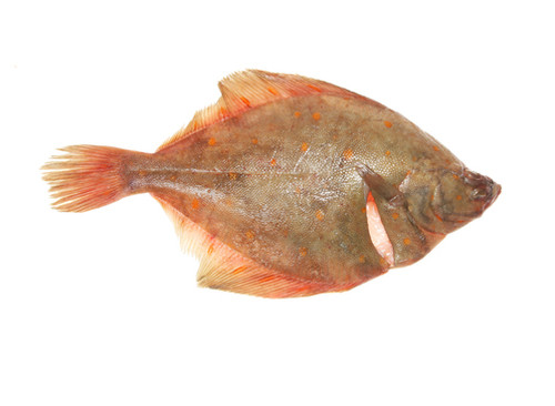 CORNISH PLAICE | Online Shop CFG