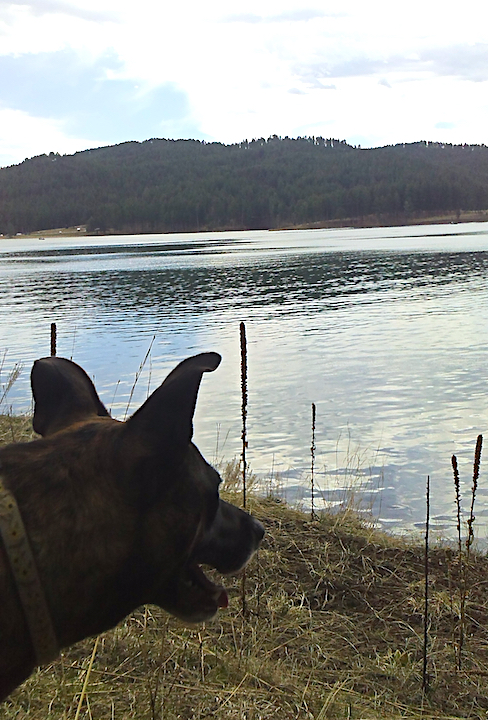 Osprey Trail -Pactola Reservoir