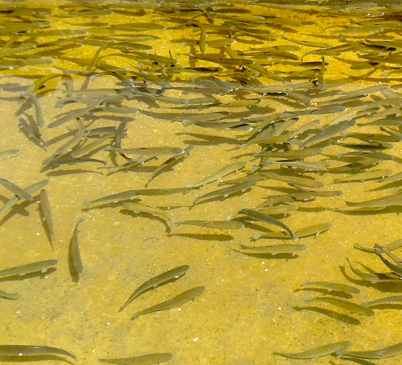 D.C. Booth Historic National Fish Hatchery