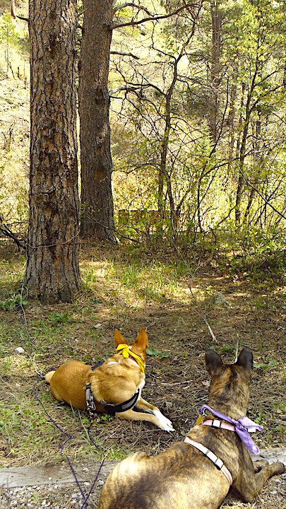 Long Valley Picnic Area