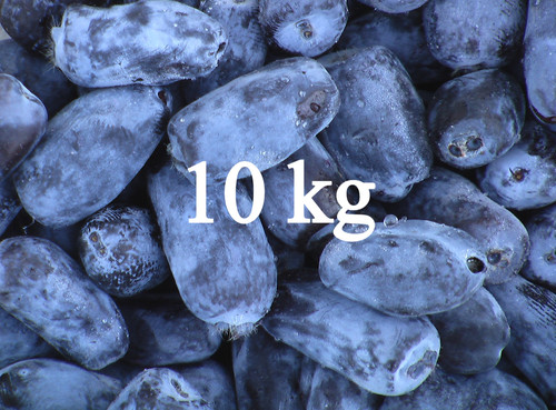 10 kg Frozen Haskaps | Berries By The Bay