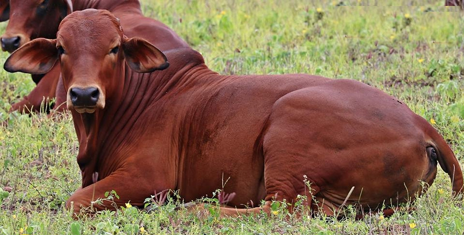 Gado Sindi | Bahia Red Sindhi