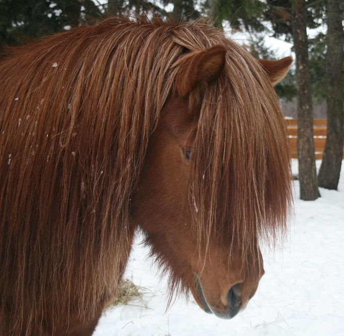 Icelandic Horses for Sale - Fitjamyri