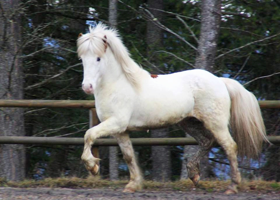 Icelandic Horses for Sale - Fitjamyri