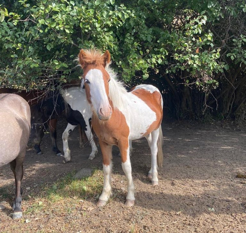 Strakur - 2021 Chestnut pinto gelding | fitjamyri