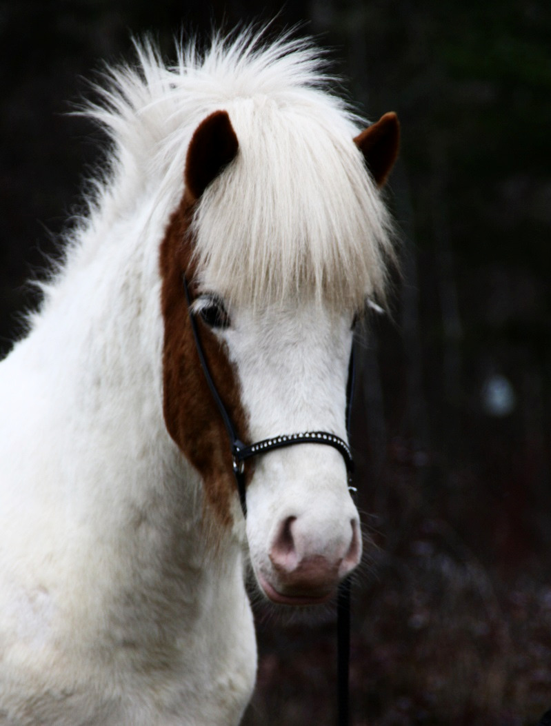 Icelandic Horses for Sale - Fitjamyri