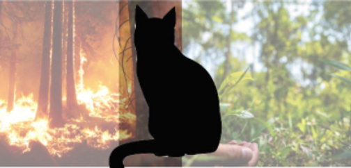 Flame the Cat : Analysis