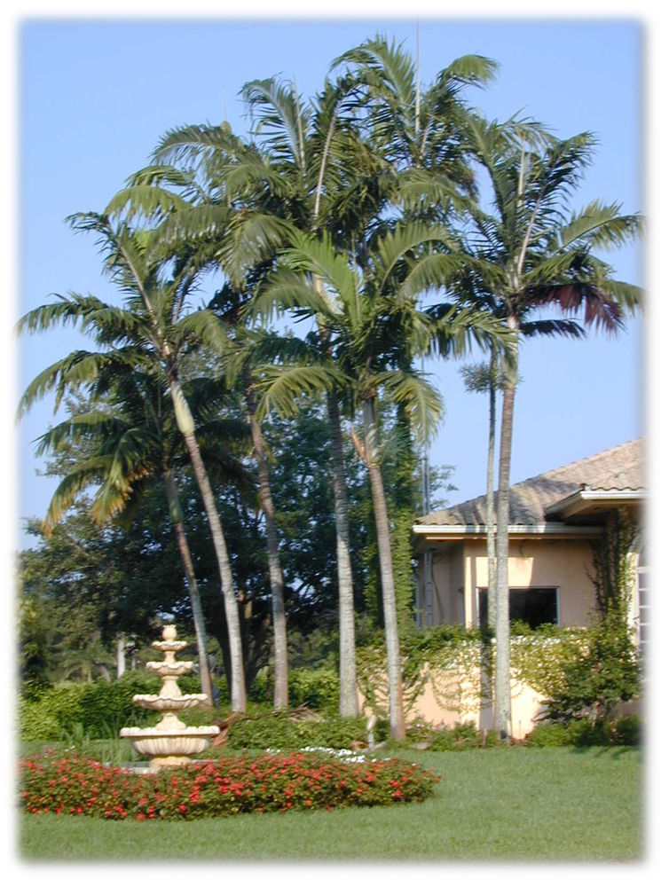 Veitchia montgomeryana Montgomery Palm