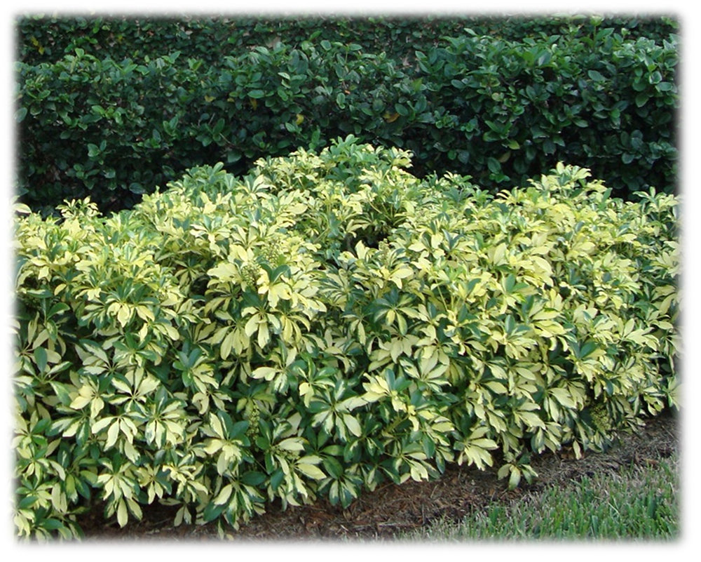 Schefflera arboricola "Trinette"