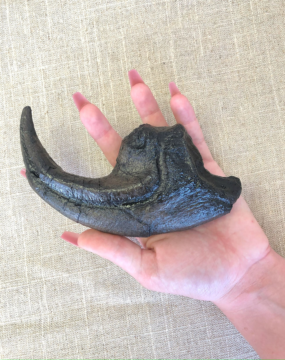 Allosaurus Large Claw - Replica | Mysite