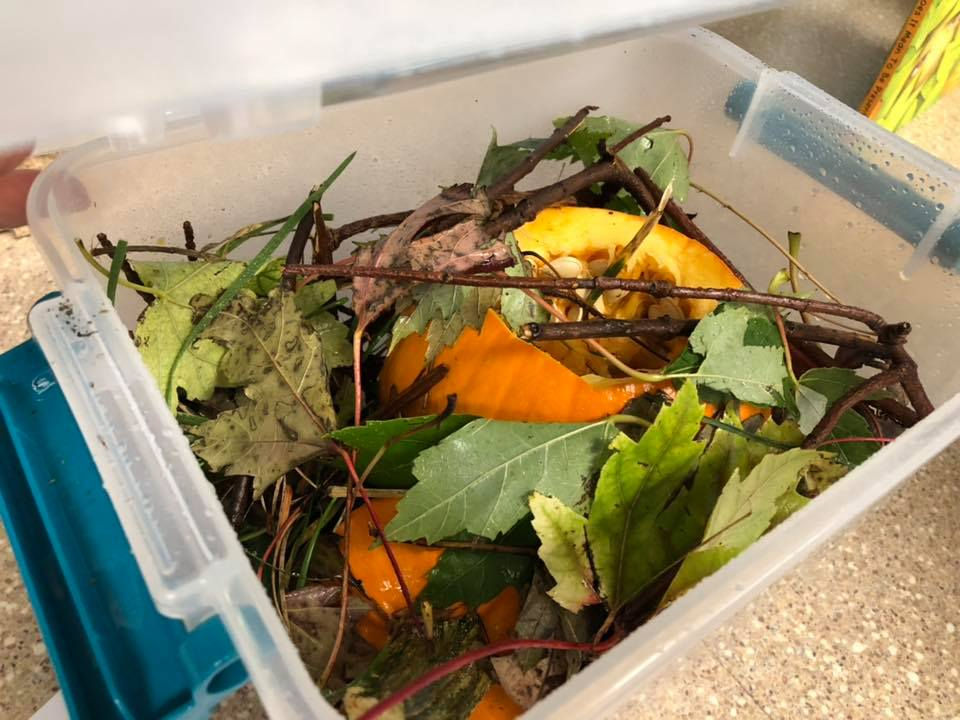 Compost Pumpkin