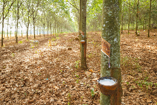 Farming Rubber
