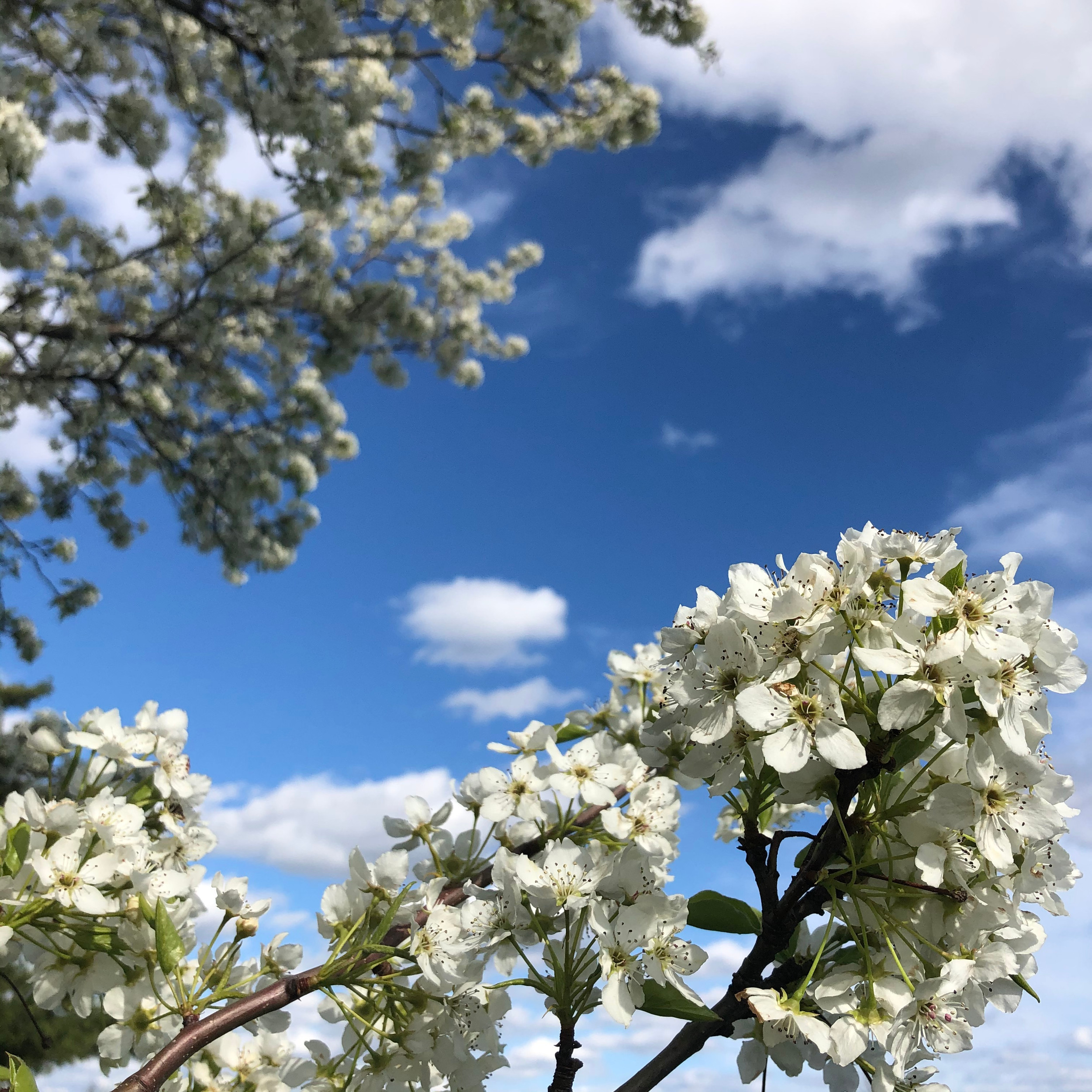 Spring Decluttering and Organizing