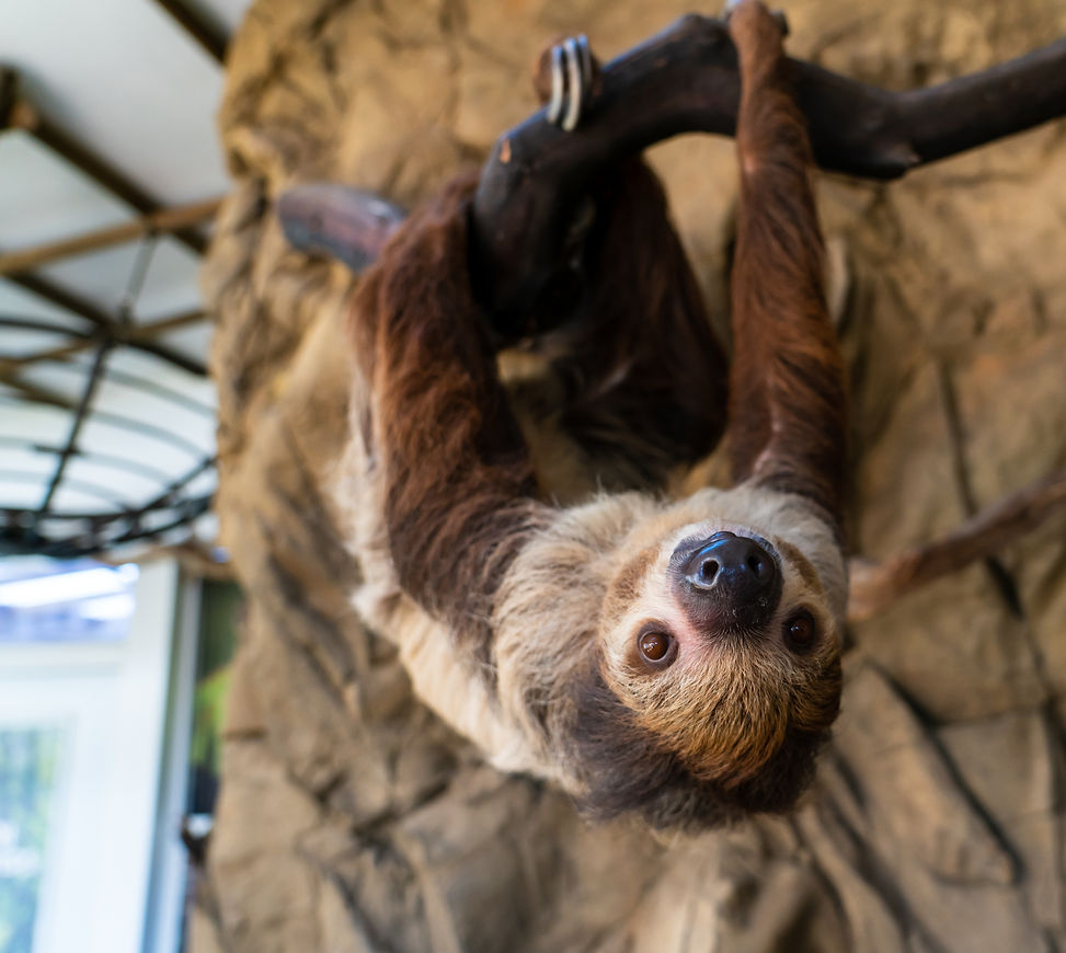 Wine Country Zoo / Sloth / Capybara / rescue / Sonoma County