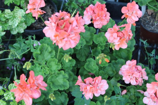 GALLERY | Aust Geraniums