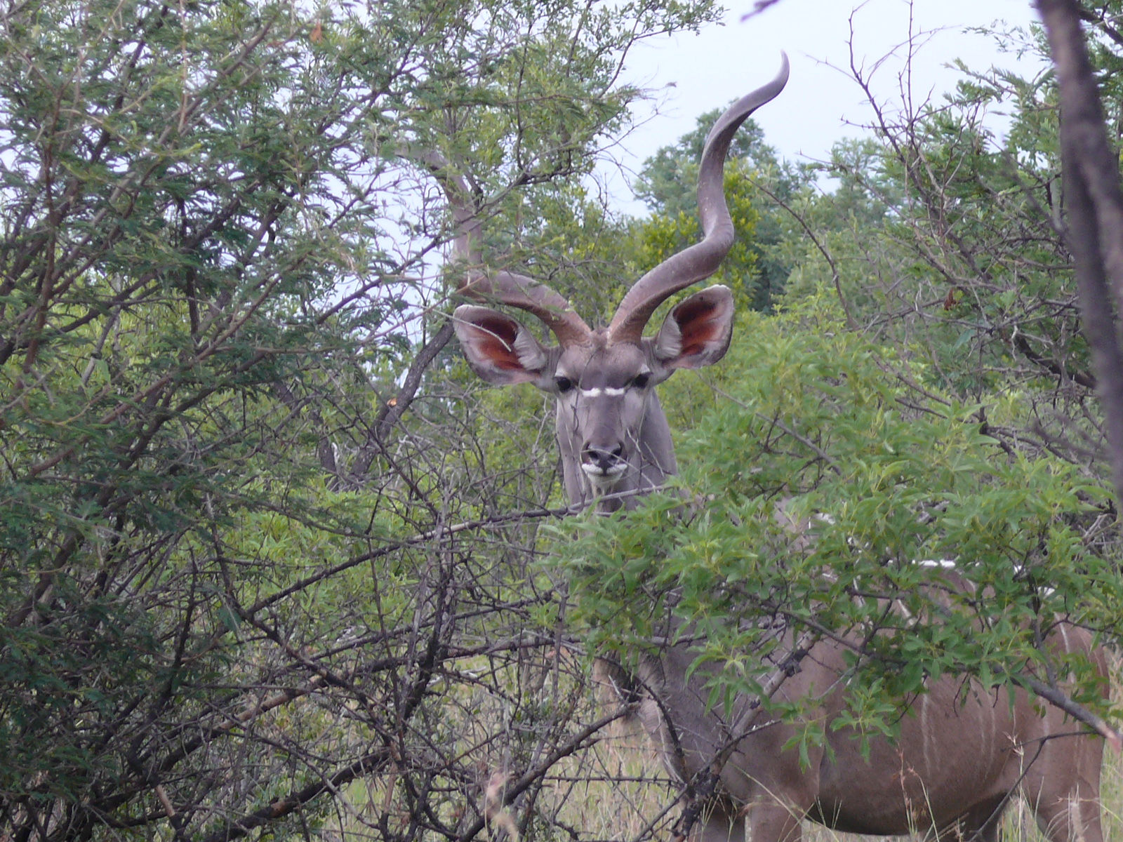 RESERVATIONS | bush-bar-inzimpala