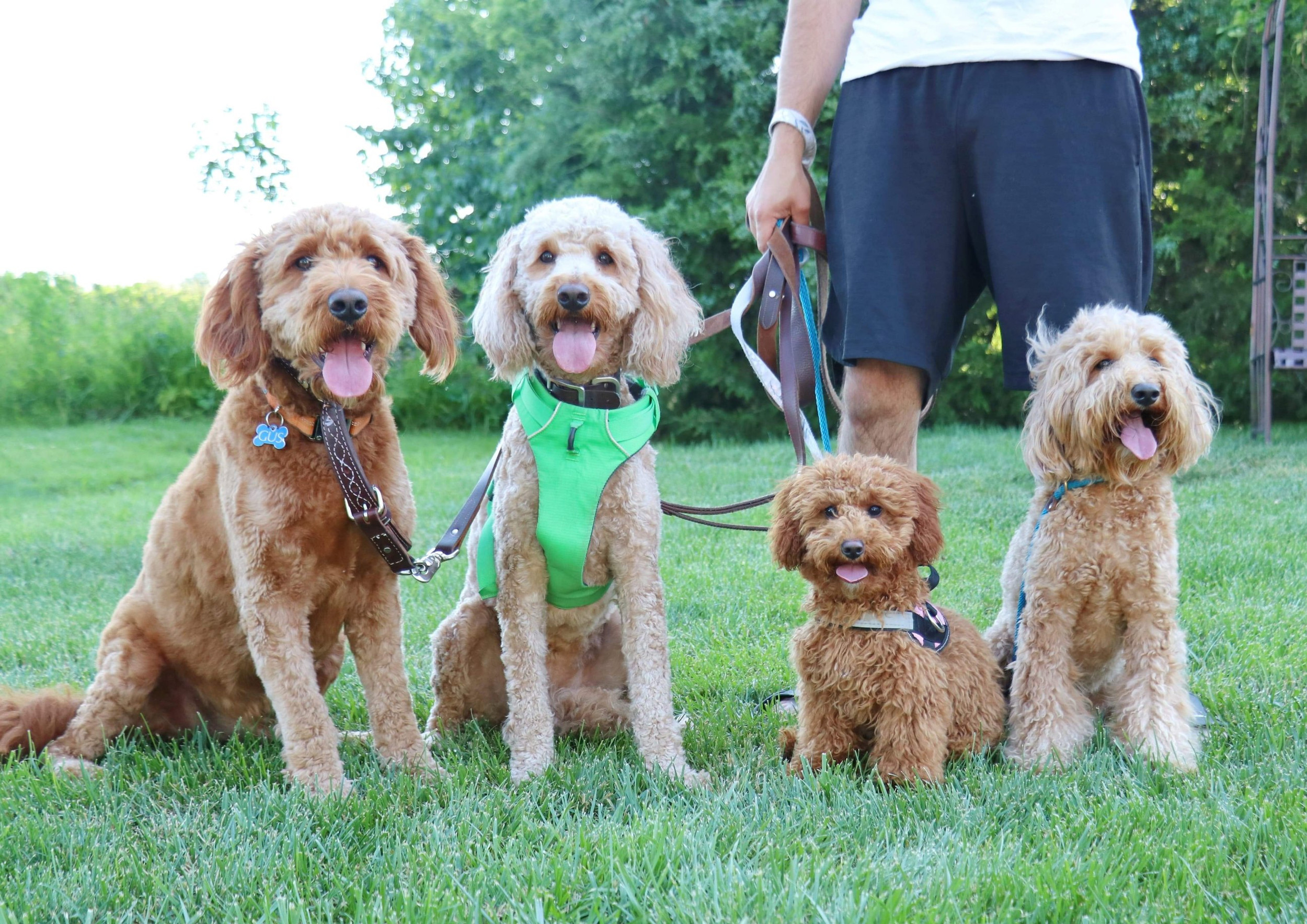 Home | Sabrina's Labradoodles | Vergennes, IL
