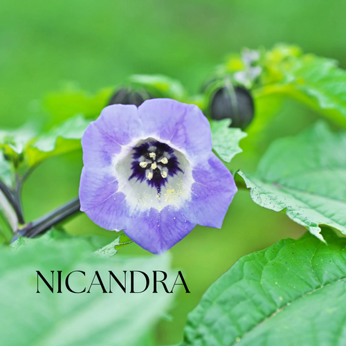 Nicandra Flower Essence | Lawless Botanics