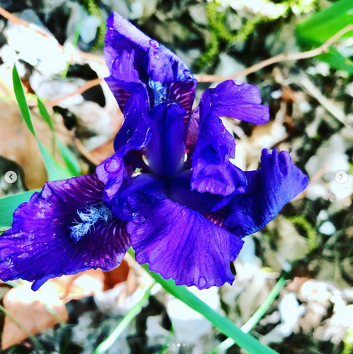 Iris Flower Essence | Lawless Botanics