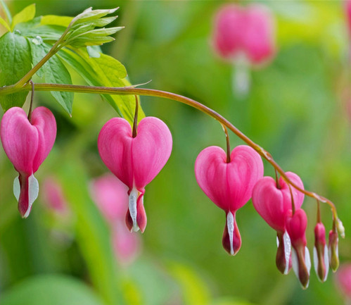 Bleeding Heart Flower Essence | Lawless Botanics