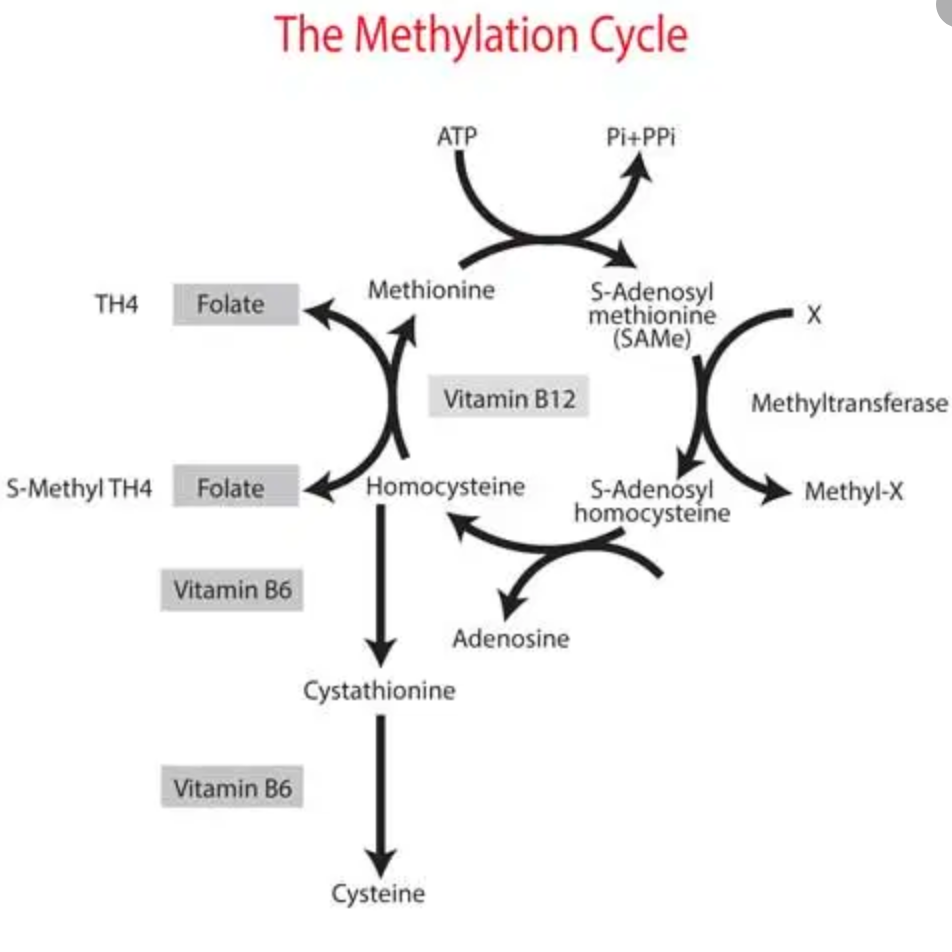 Betaine (TMG): Methylation, Cortisol, Homocysteine, & Inflammation