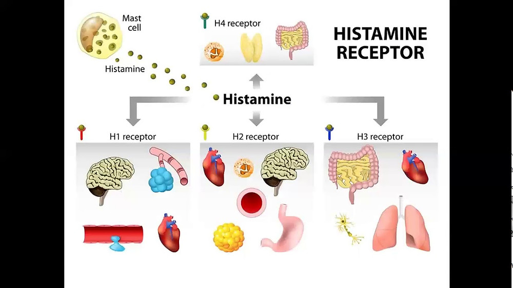 Histamine: The Good, Bad, & How to Fix it.