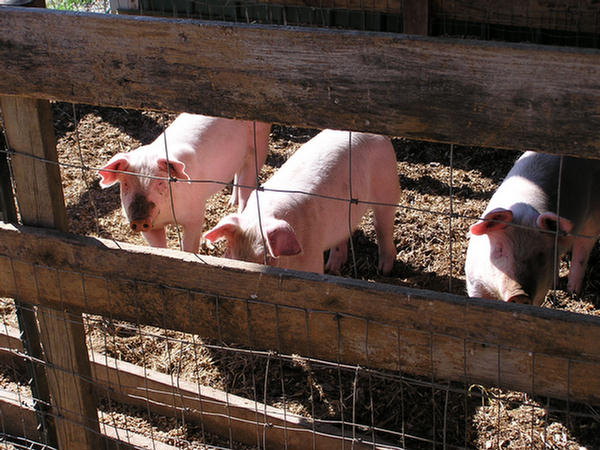 Elmo's Rest Vacation Rental | Farm Animals