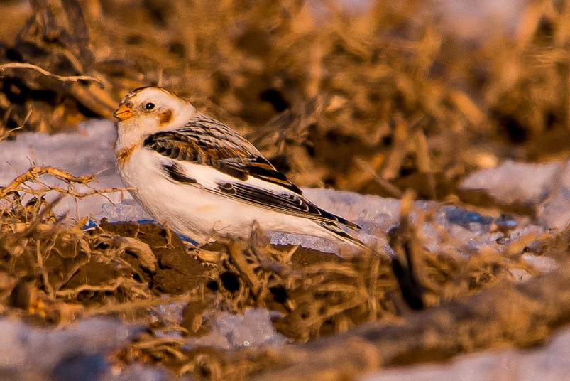 About Bird Friendly London | BirdFriendlyLondon