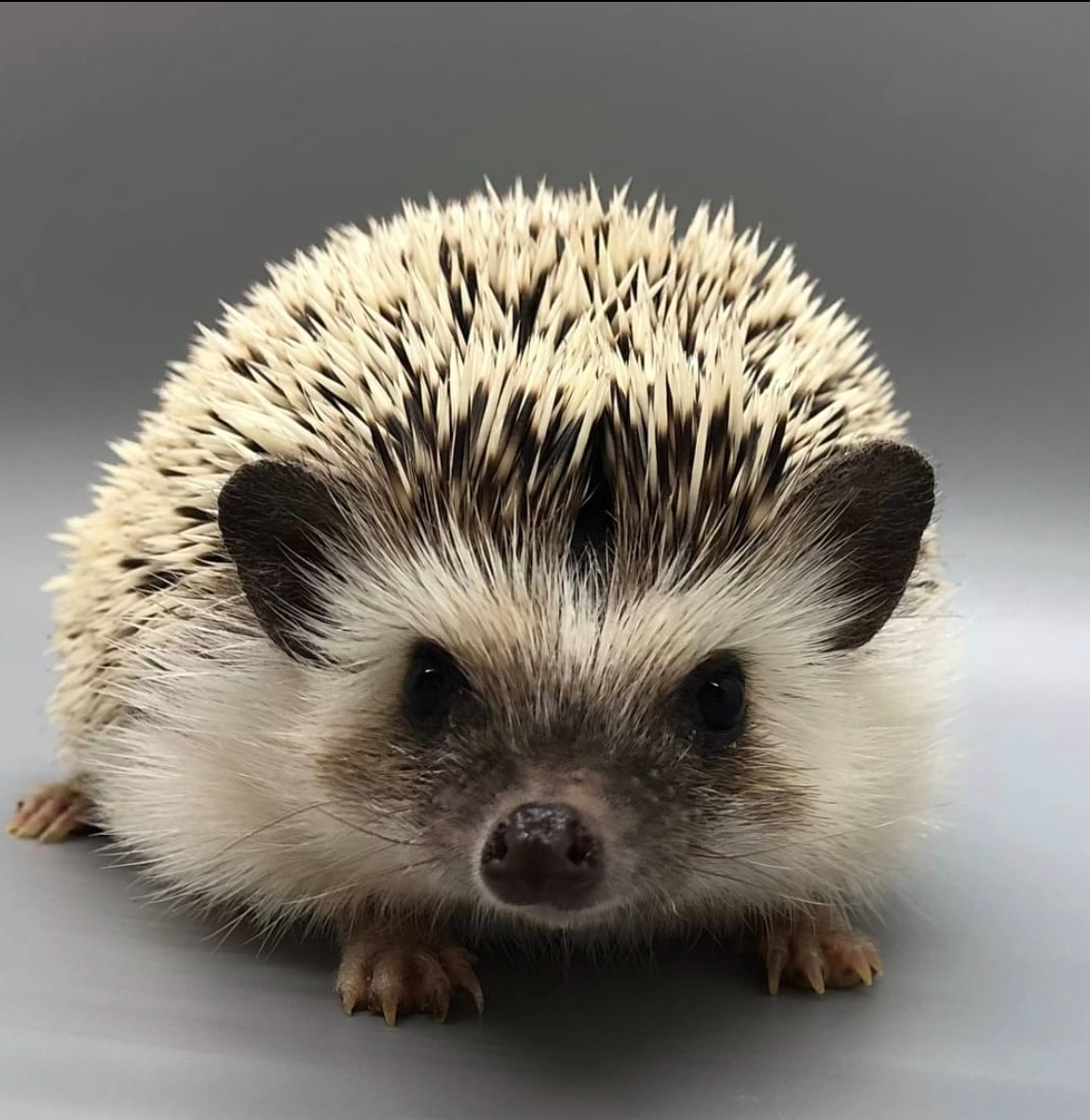 how to make a quilled hedgehog