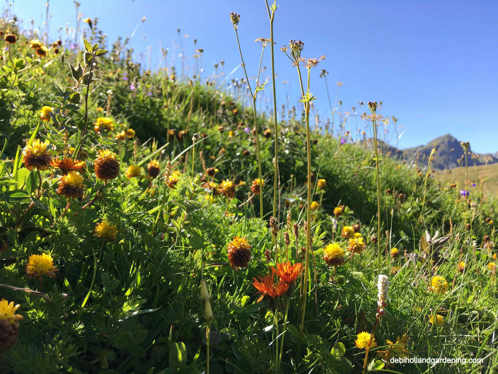 Wildflowers of the Alps
