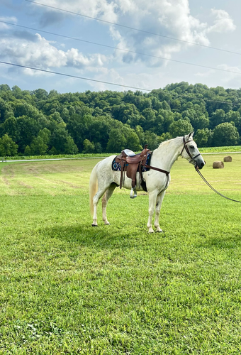 Merle | Cox Family Livestock